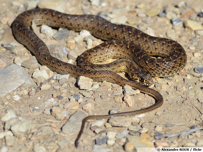 Les reptiles, lézards, serpents