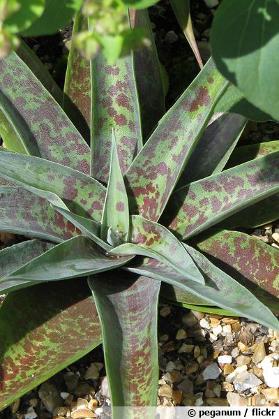 Agave léopard, tubéreuse du Mexique, Manfreda maculosa : planter ...