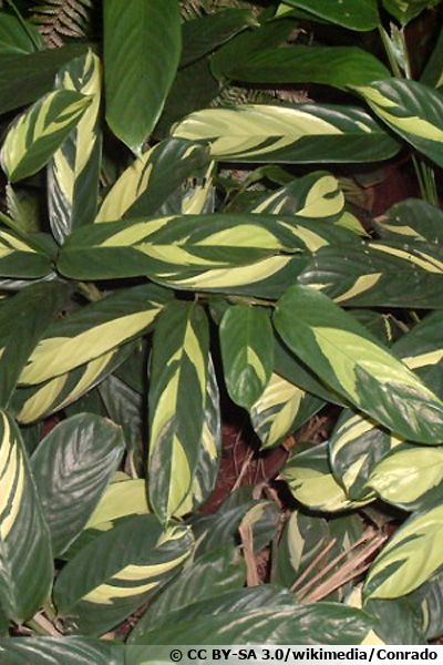 Marante roseau, Arrow-Root, Dictame, Rouroute, Maranta arundinacea ...