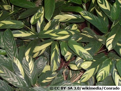 Marante roseau, Arrow-Root, Dictame, Rouroute, Maranta arundinacea ...