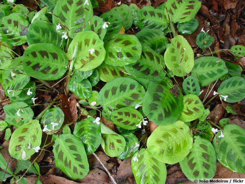 Marante, Dormeuse, Plante de prière, Maranta leuconeura : planter ...