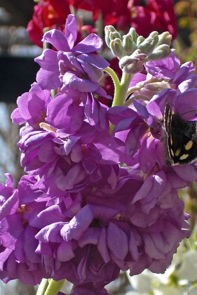 Violier, Giroflée des jardins, giroflée d'été, Giroflée d'hiver ...