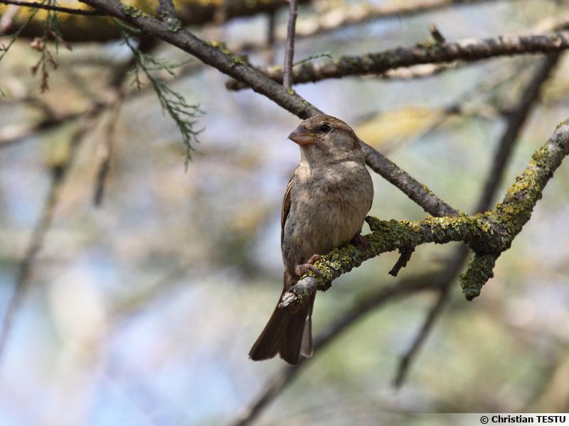 Domestique le moineau