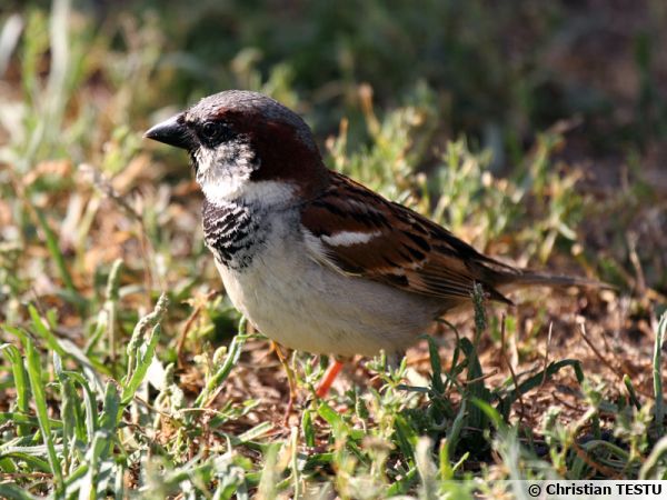 Domestique le moineau