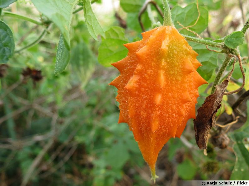 Melon amer, Margose, Pomme de merveille : planter, cultiver, récolter