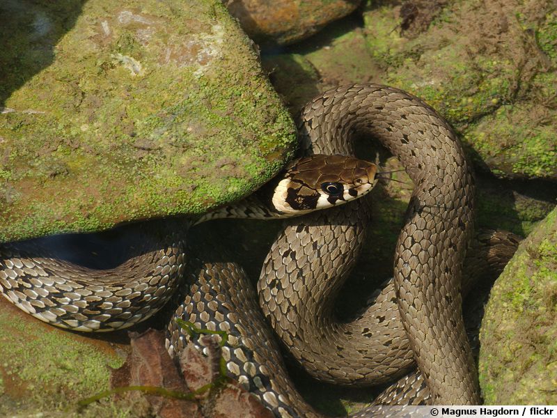 Les reptiles, lézards, serpents