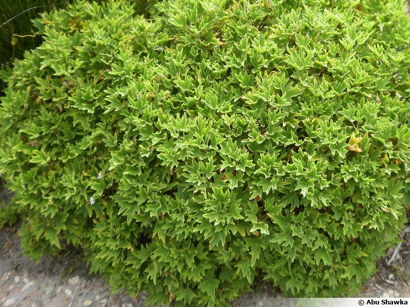 Géranium citronnelle, Pélargonium citron, Pelargonium citronellum ...