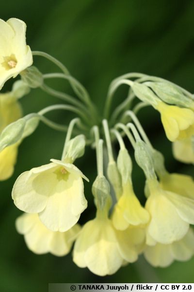 Primevère du Sikkim, Primula sikkimensis : planter, cultiver, multiplier