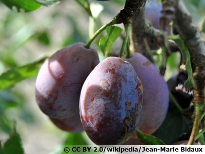 Prunier d'ente, Pruneau d'Agen : planter, cultiver, récolter