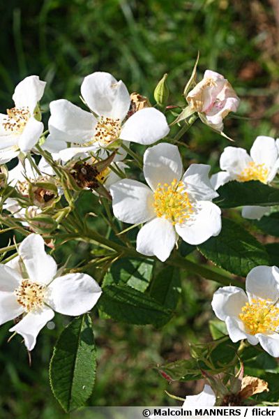 Rosier musqué, Rose musquée, Rosa moschata : planter, cultiver, multiplier