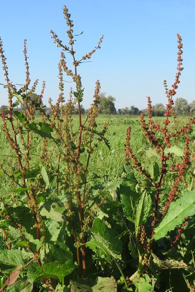 Éliminer le rumex