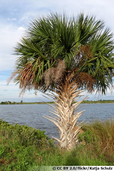 Chou palmiste, Palmetto, Sabal palmiste, Sabal palmetto : planter ...