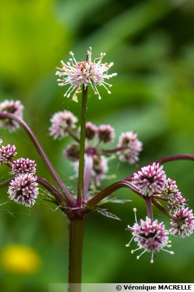 Sanicle d'Europe, Sanicula europaea : planter, cultiver, multiplier