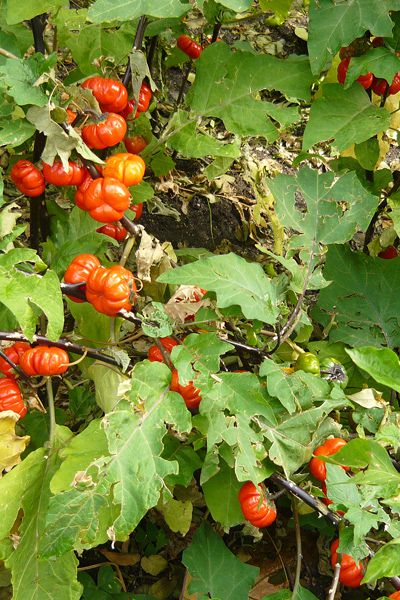 Aubergine africaine, Aubergine écarlate, Tomate amère : planter ...