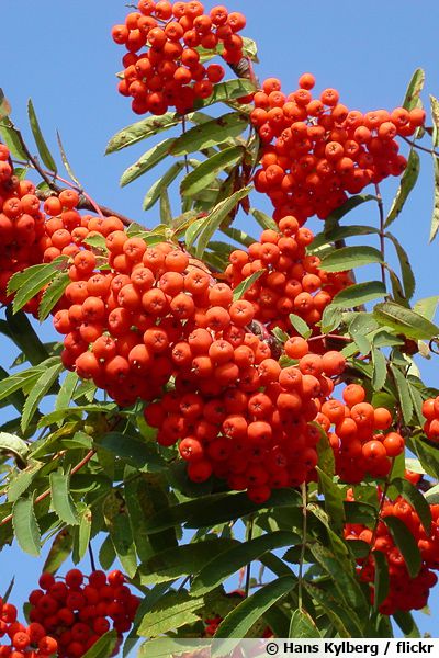 Sorbier des oiseleurs, Sorbier sauvage, Sorbus aucuparia : planter ...
