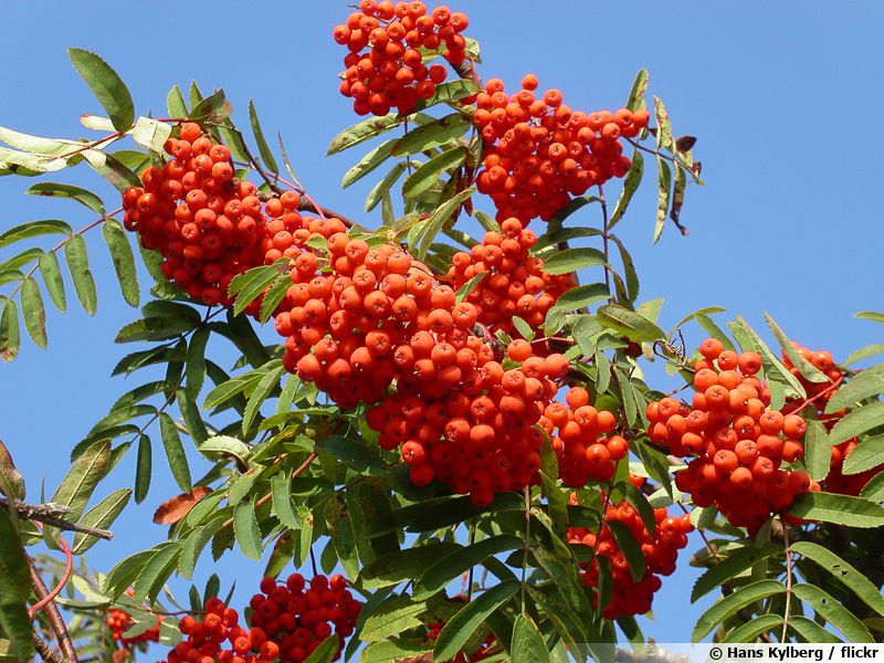 Sorbier des oiseleurs, Sorbier sauvage, Sorbus aucuparia : planter ...
