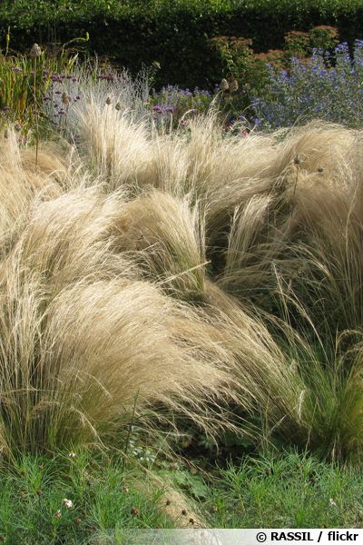 Cheveux d'ange, Stipa tenuissima : planter, cultiver, multiplier