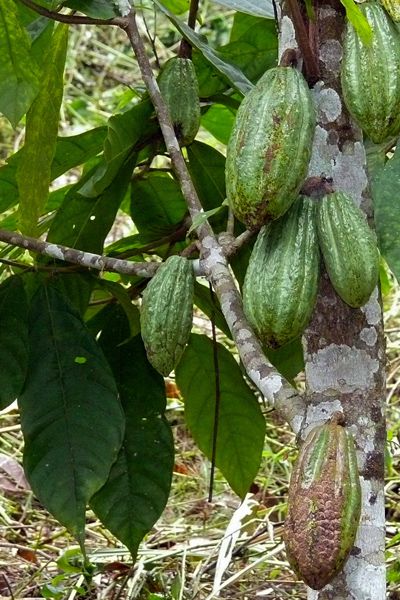 Le cacaotier, arbre à chocolat