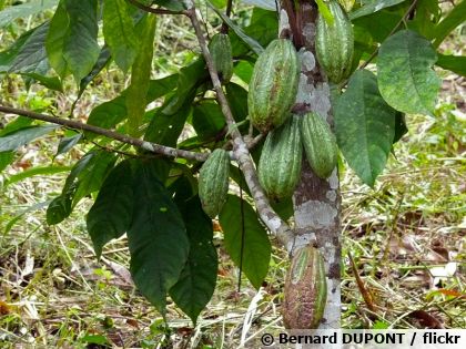Le cacaotier, arbre à chocolat