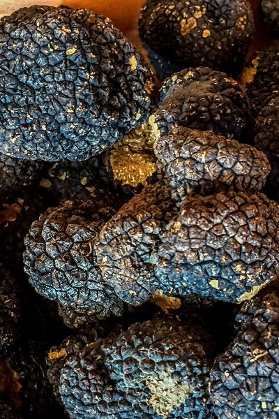 Comment bien choisir un plant truffier