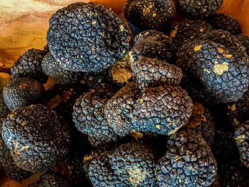 Comment bien choisir un plant truffier