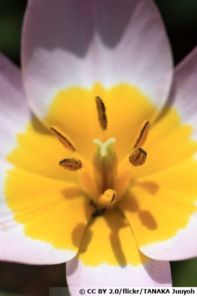 Tulipe Lilac Wonder, Tulipa bakeri 'Lilac Wonder' : planter, cultiver ...