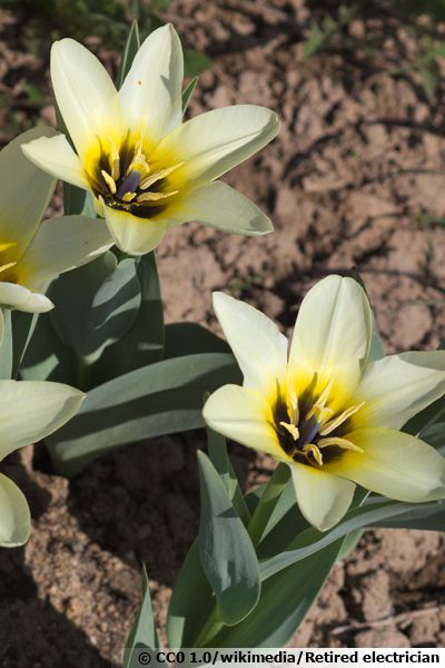 Tulipe de Foster, Tulipa fosteriana : planter, cultiver, multiplier