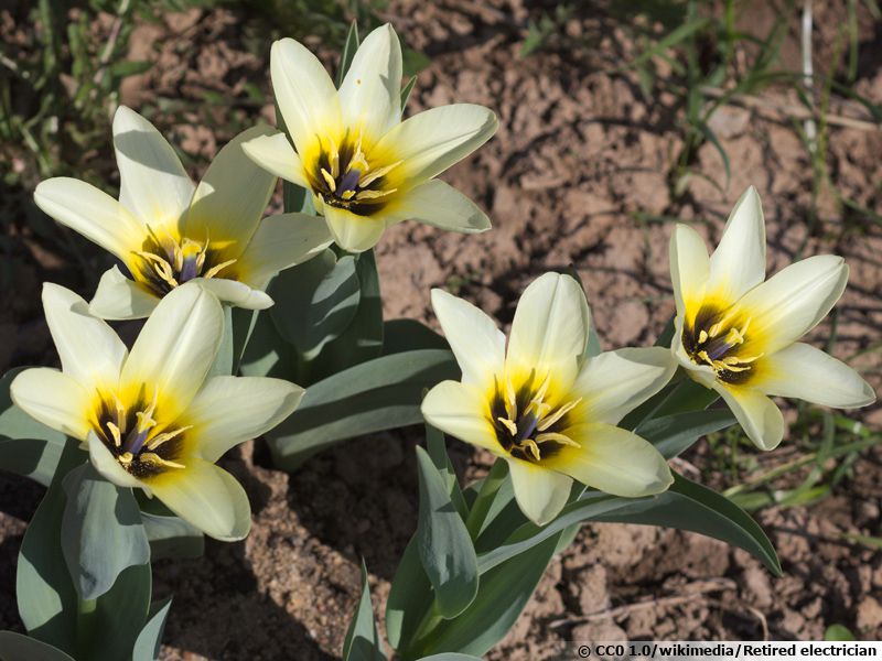 Tulipe de Foster, Tulipa fosteriana : planter, cultiver, multiplier