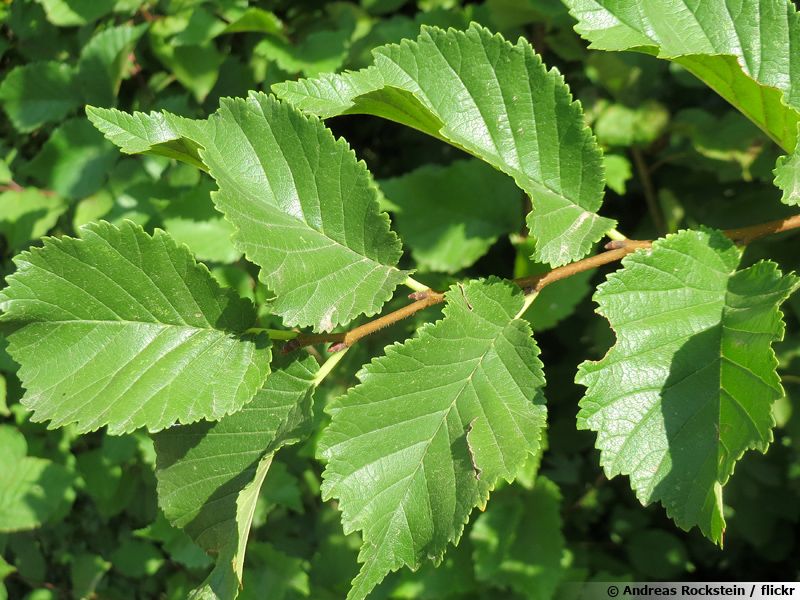 Orme champêtre, Ulmus minor : planter, cultiver, multiplier