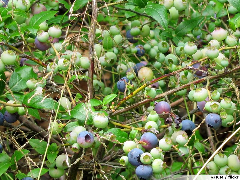 Myrtille d'Amérique, Bleuet à corymbes, Corymbelle, Myrtille géante ...