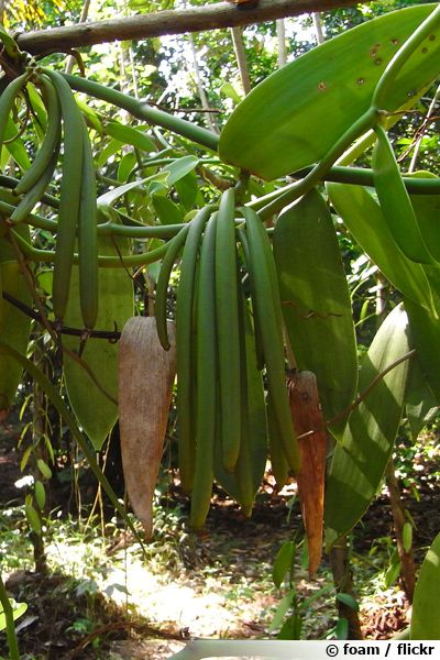 Vanillier, Vanille : planter, cultiver, multiplier