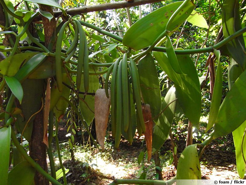 Vanillier, Vanille : planter, cultiver, multiplier