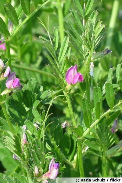 Vesce commune, Vesce cultivée : planter, cultiver, récolter