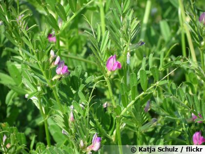Vesce commune, Vesce cultivée : planter, cultiver, récolter