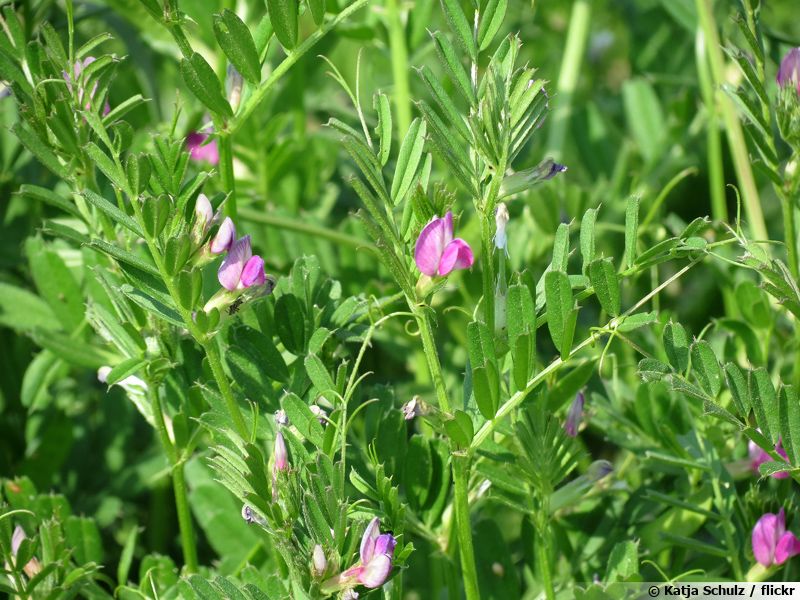 Vesce commune, Vesce cultivée : planter, cultiver, récolter