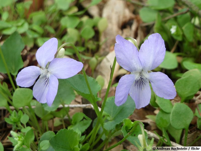Violette de Rivin, Violette de Rivinus, Viola riviniana : planter ...
