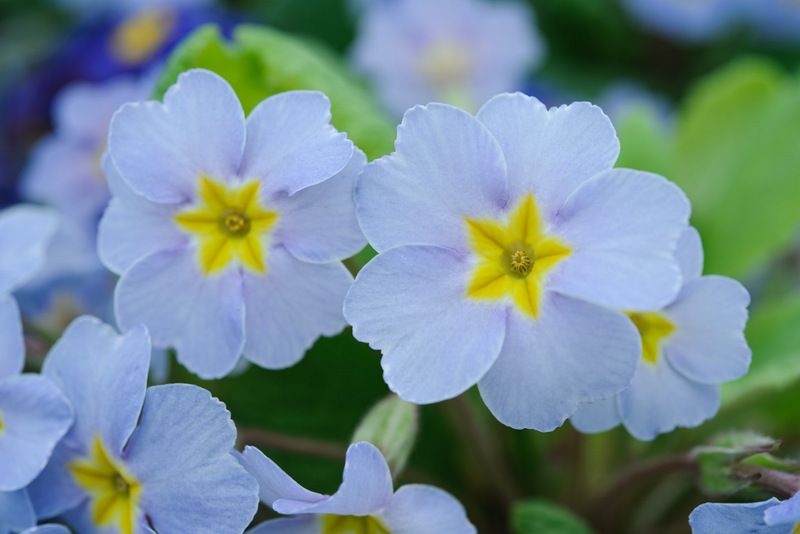 Primevère des jardins, Primula x acaulis : planter, cultiver, multiplier