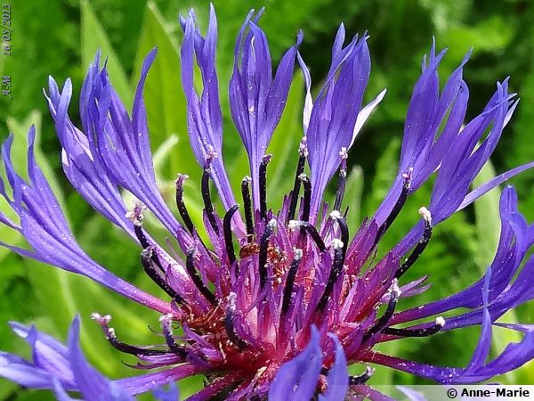 Centaurée des montagnes, Bleuet vivace, Centaurea montana : planter ...