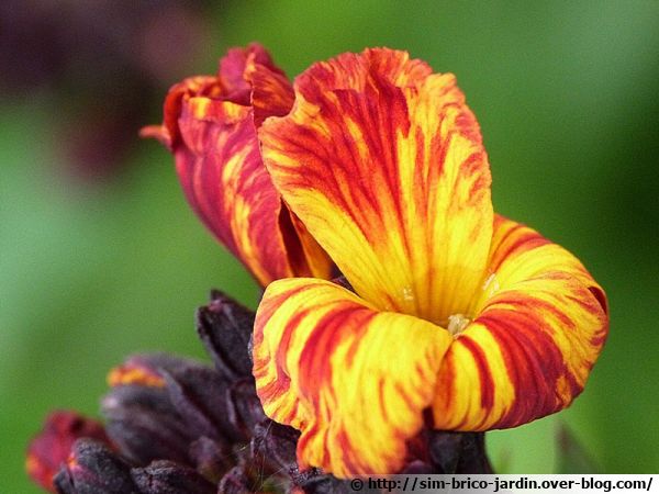 Giroflée jaune, Murailler, Violier, Ravenelle, Erysimum cheiri ...