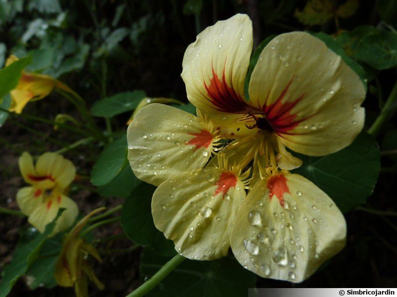 Capucine des jardins, Grande capucine, Tropaeolum majus : planter ...