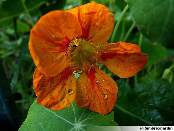 Capucine des jardins, Grande capucine, Tropaeolum majus : planter ...