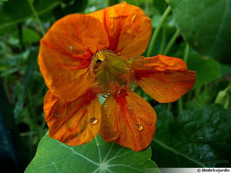 Capucine des jardins, Grande capucine, Tropaeolum majus : planter ...