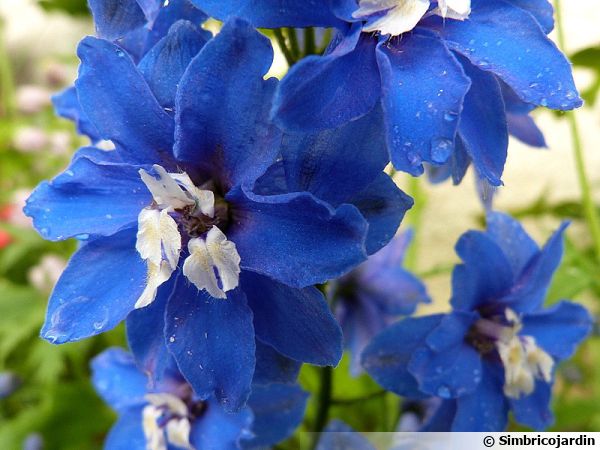 Pieds d’alouette, dauphinelle, Delphinium grandiflorum, Delphinium ...