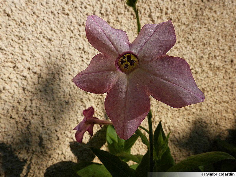 Tabac d'ornement, Tabac ailé, Nicotiana alata : planter, cultiver ...