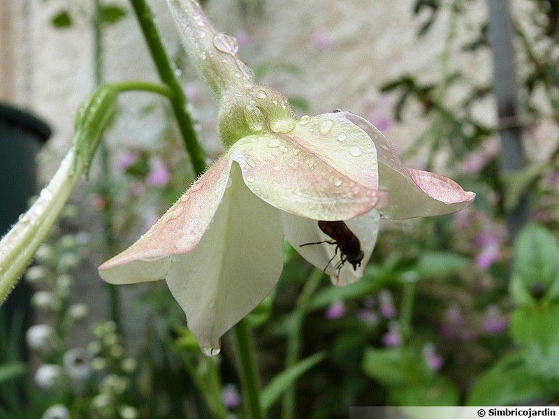 Tabac d'ornement, Tabac ailé, Nicotiana alata : planter, cultiver ...