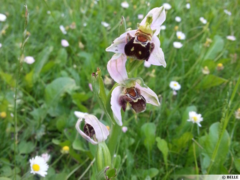 Orchidée abeille, Ophrys abeille, Ophrys apifera : planter, cultiver ...