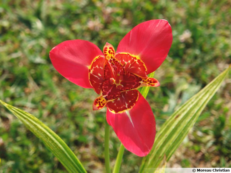 Oeil de paon (Tigridia pavonia) : une bulbeuse d'été à la floraison ...