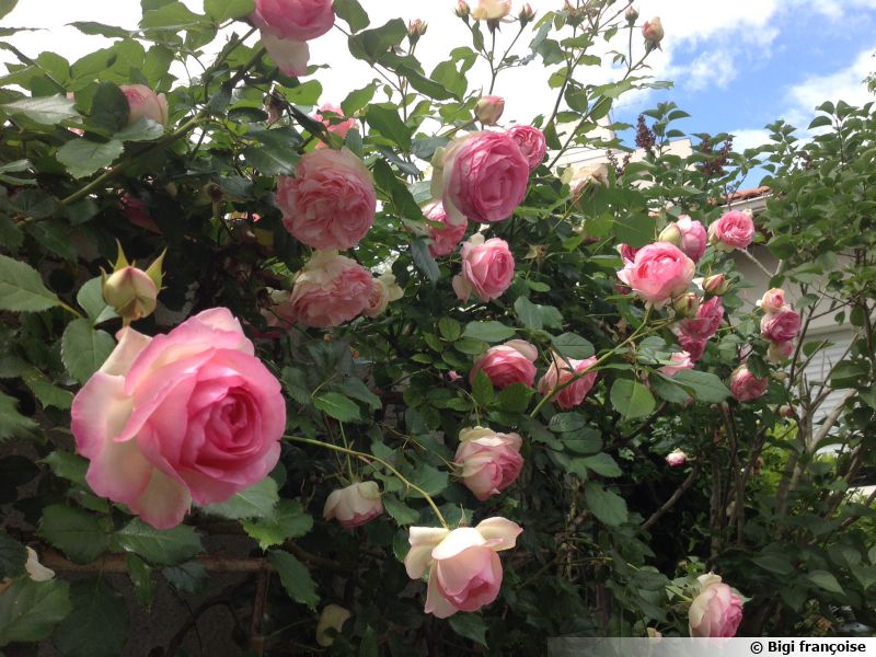 Rosier, rose, rosa : planter, cultiver, multiplier