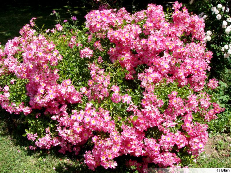 Rosier, rose, rosa : planter, cultiver, multiplier