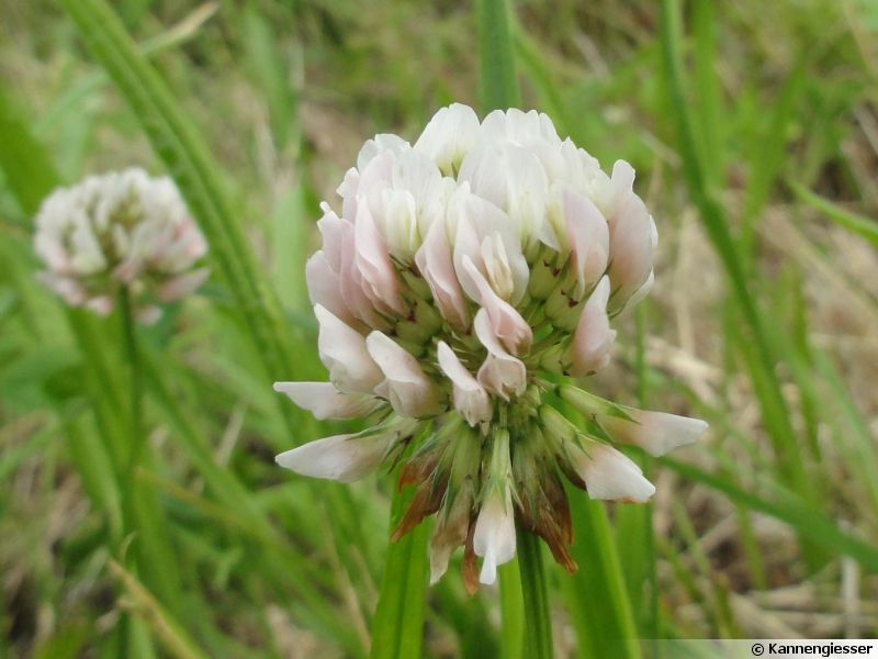 Trèfle blanc, Trèfle rampant : planter, cultiver, récolter